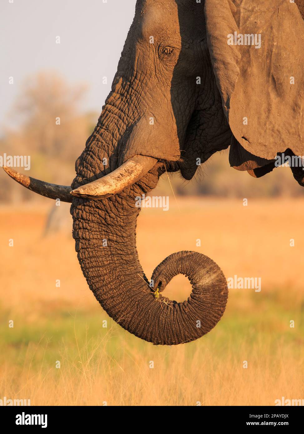African Elephant Face Profile