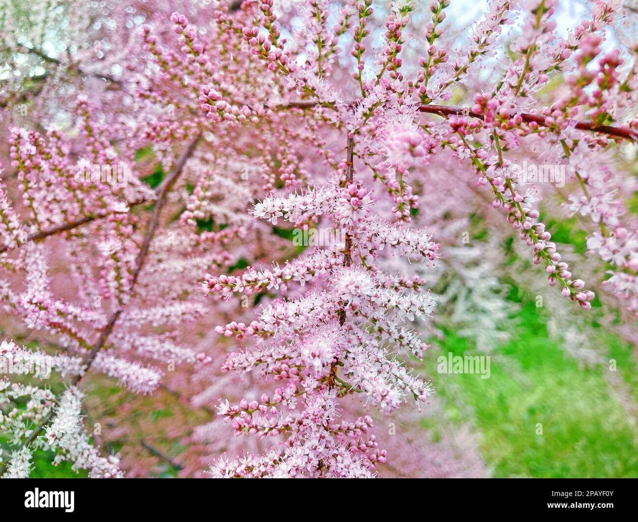Tamarix ramosissima tamaricaceae hi-res stock photography and images ...