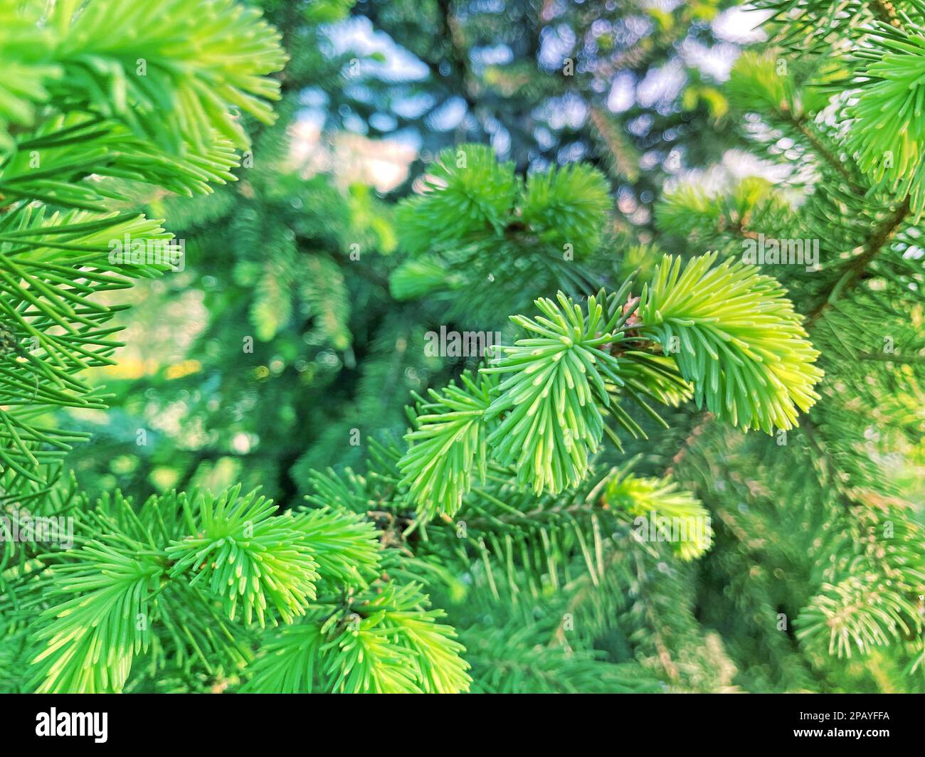 green prickly branches of fur or pine trees. Fir tree brunch close up ...