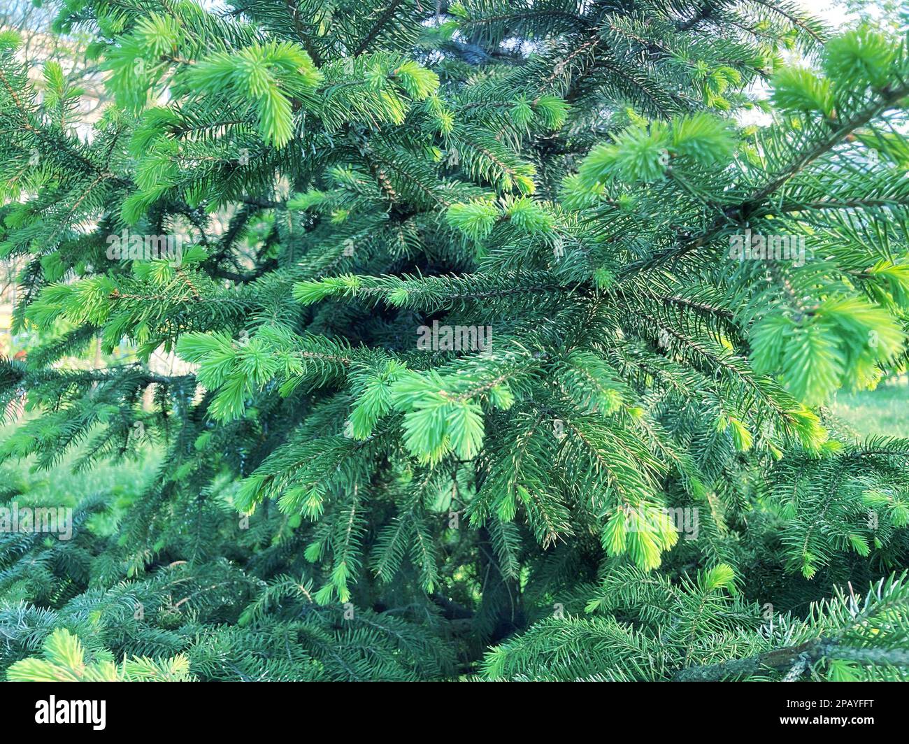green prickly branches of fur or pine trees. Fir tree brunch close up ...