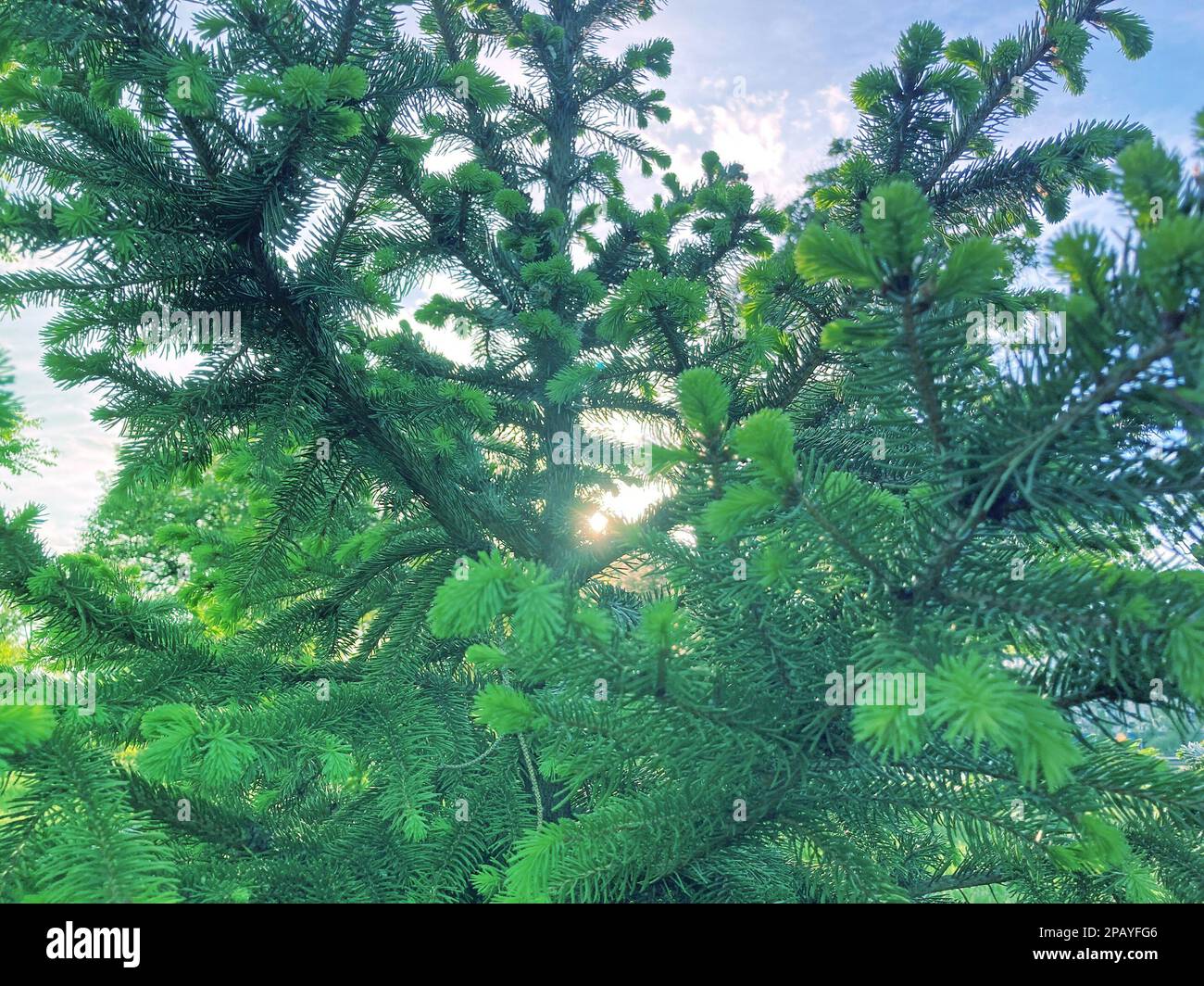 green prickly branches of fur or pine trees. Fir tree brunch close up ...