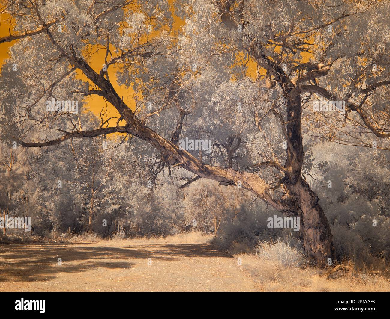 Gum Tree Infrared Stock Photo - Alamy
