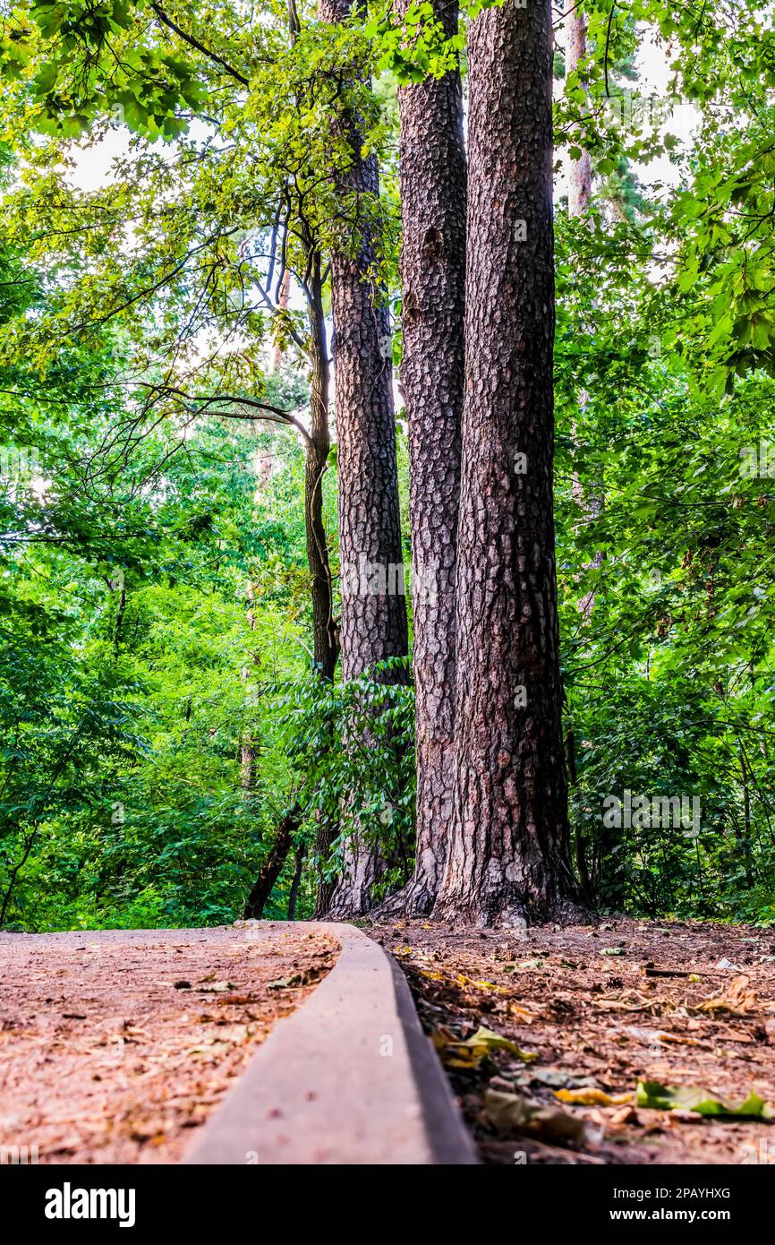 From below tall oak hi-res stock photography and images - Alamy