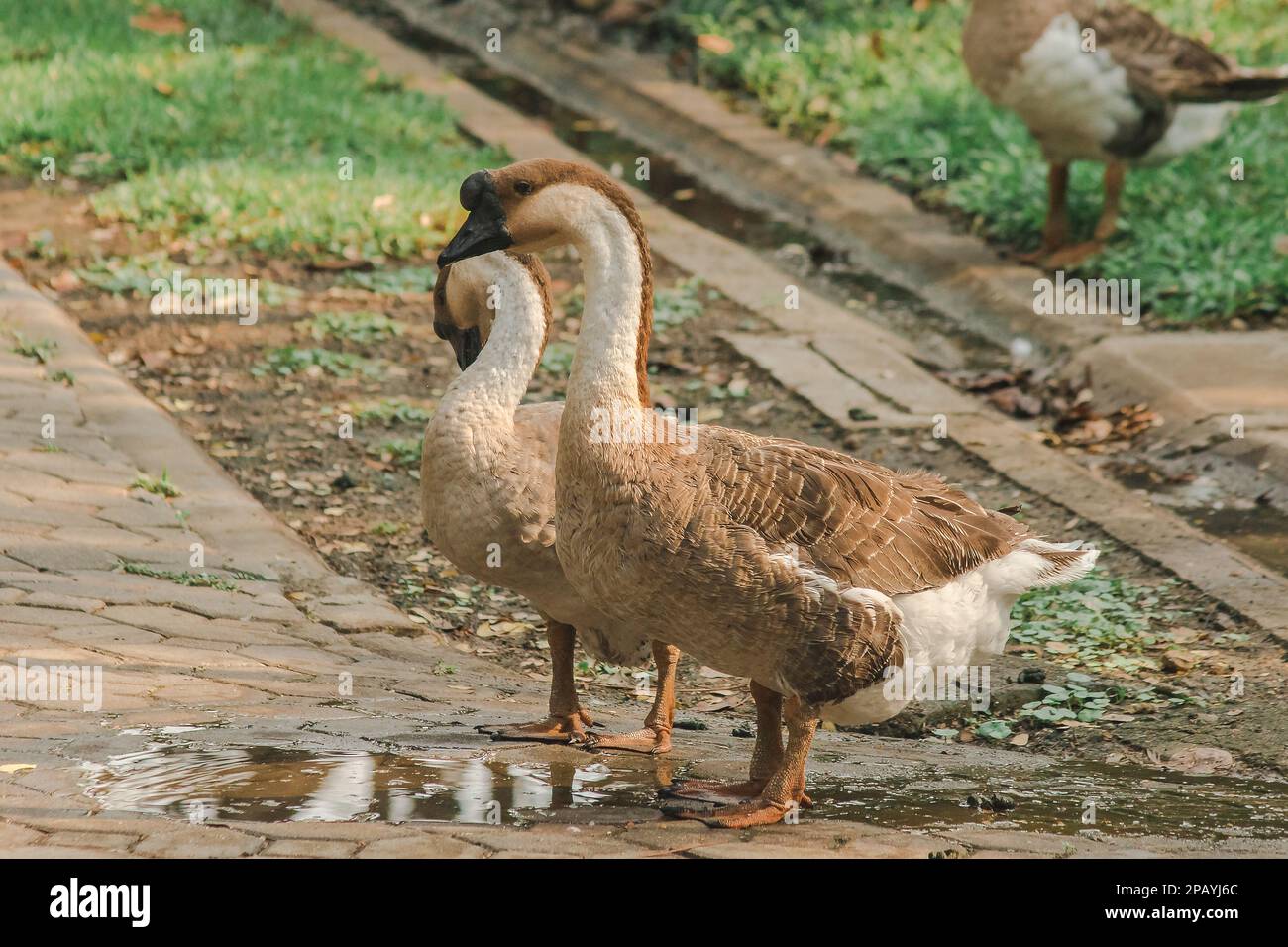 White goose walking on the ground , Geese are animals that are easy to ...