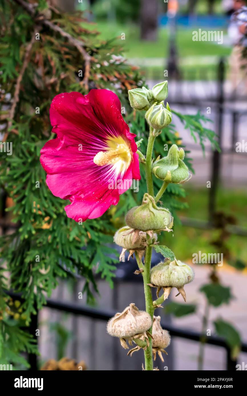 Mellow flowers hi-res stock photography and images - Alamy