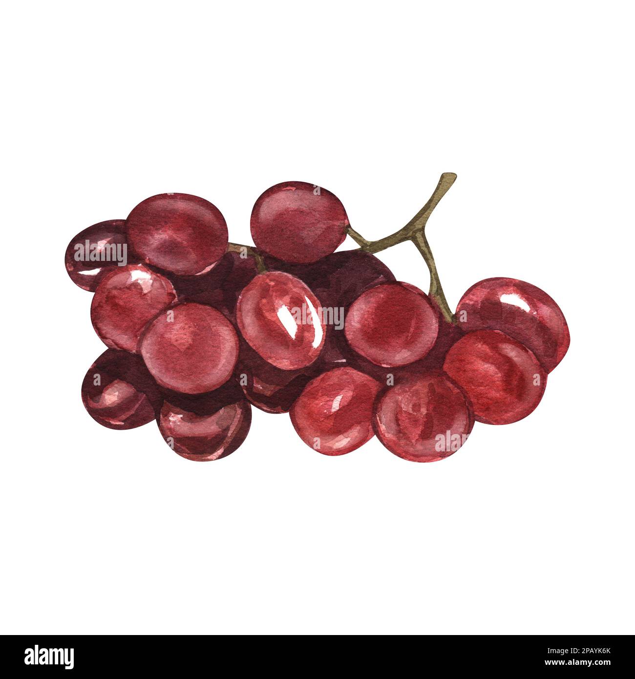 Watercolor red grape berry. Fresh wet fruit hand-drawn illustration ...