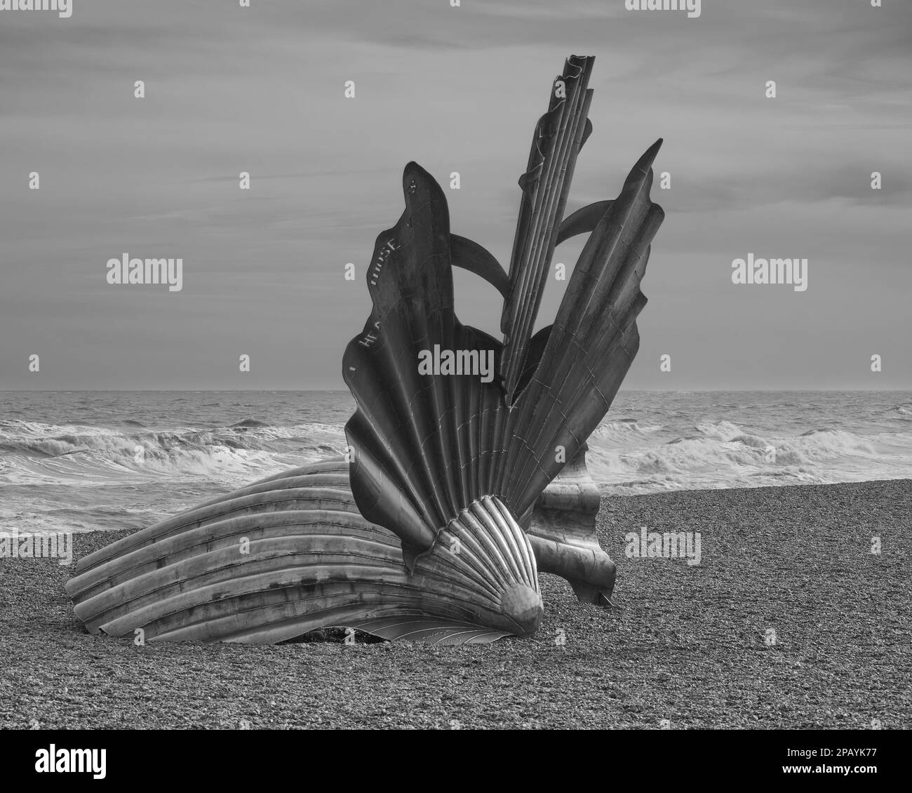 Scallop artwork hi-res stock photography and images - Alamy