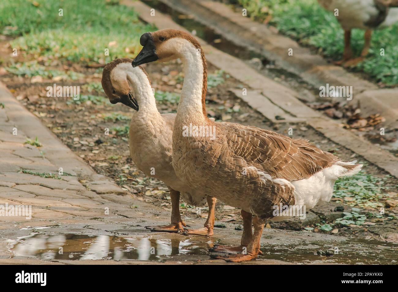 White goose walking on the ground , Geese are animals that are easy to ...