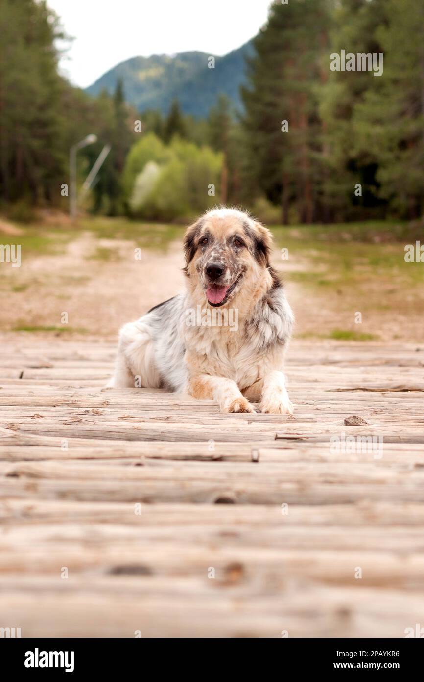 Big dog lying outdoors on the wooden bridge logs, summer Stock Photo ...