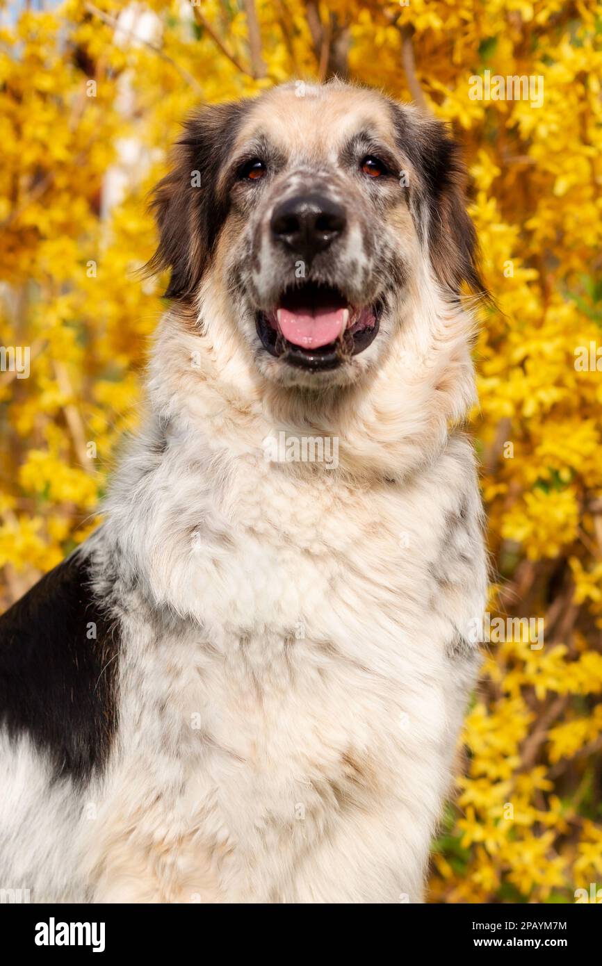 Big fluffy mixed breed dog portrait close-up, yellow flowers background ...