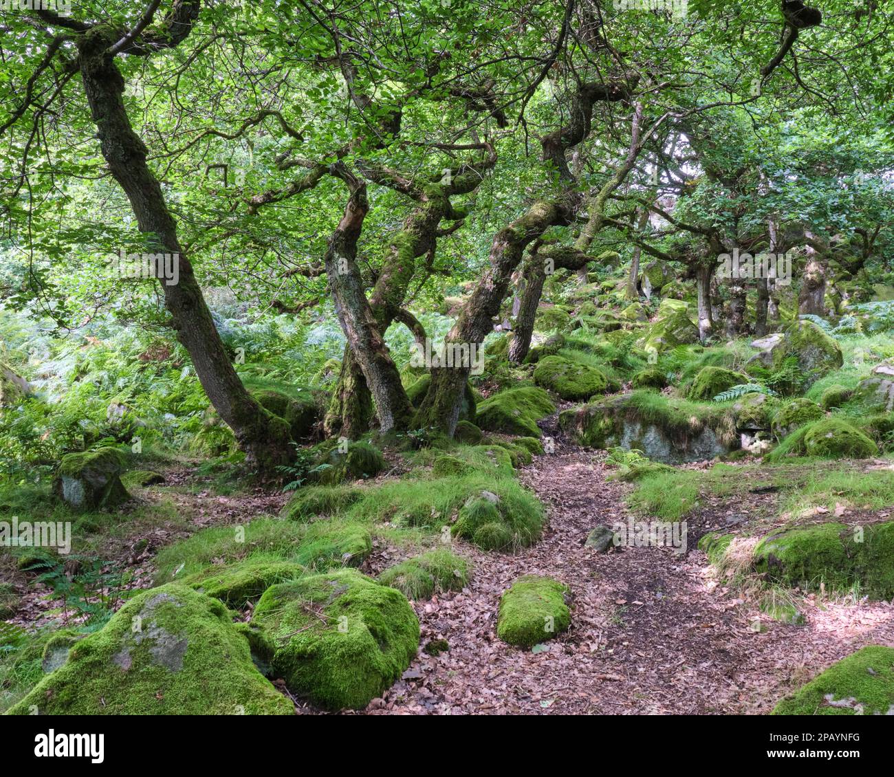 Padley gorge walk hi-res stock photography and images - Alamy