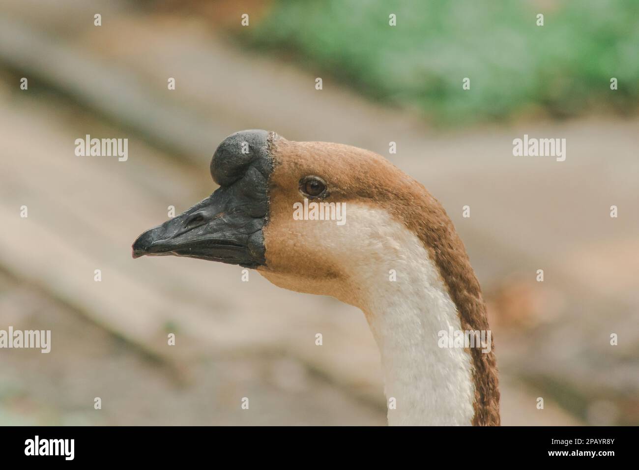 White goose walking on the ground , Geese are animals that are easy to ...