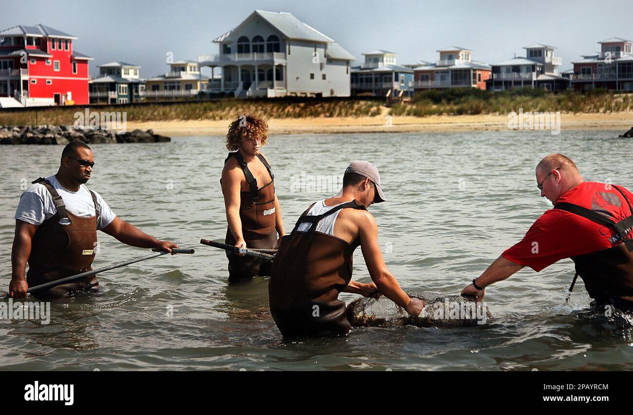 Cherrystone Aqua Farms workers, from left, Prentice Williams, Capen ...