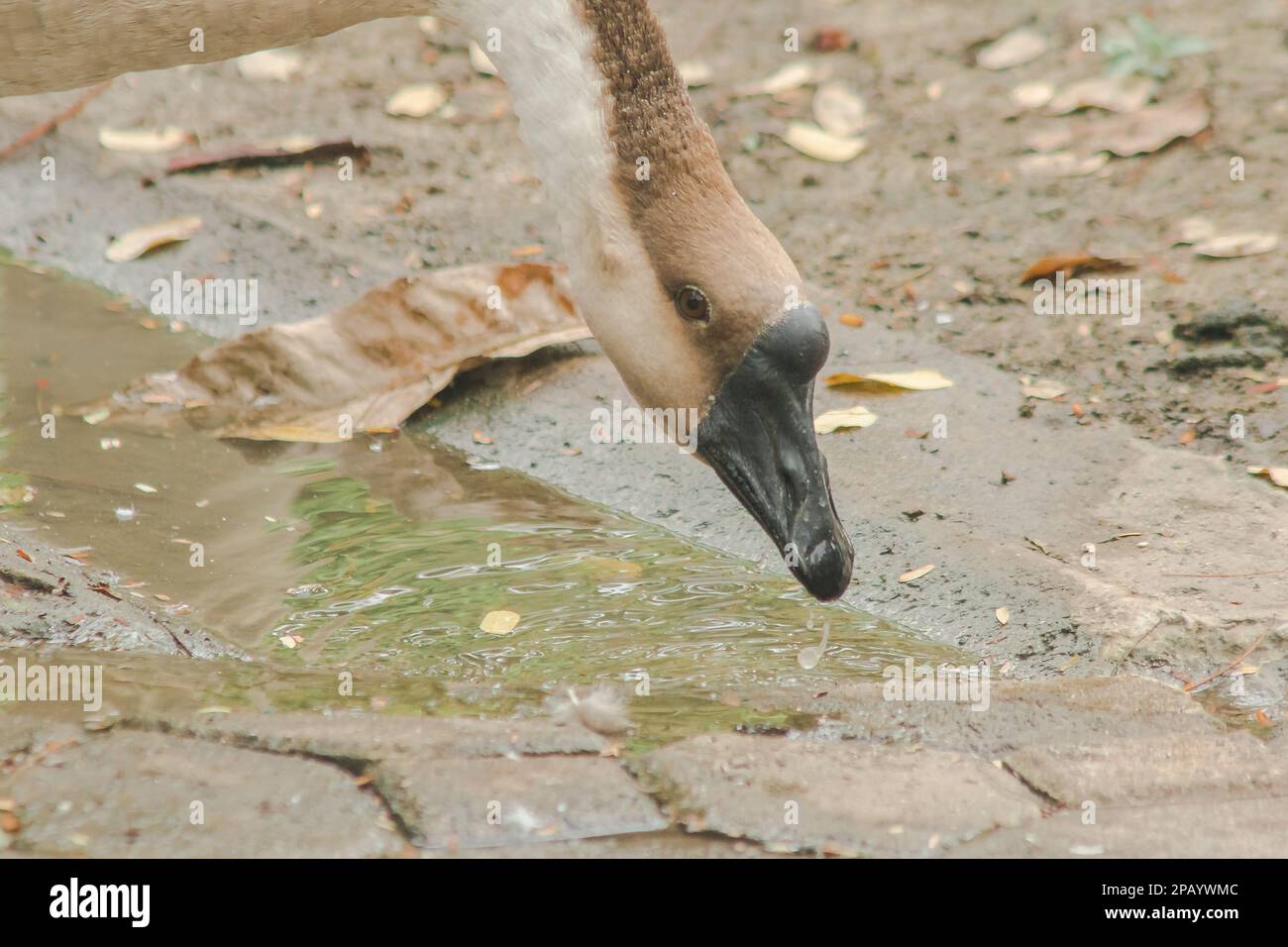 White goose walking on the ground , Geese are animals that are easy to ...