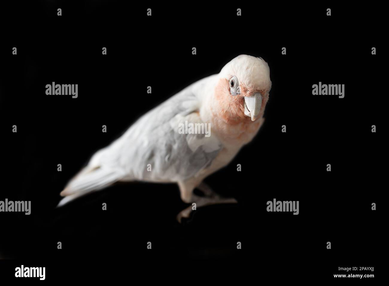 A shallow depth of field photo of an Australian galah corella hybrid ...