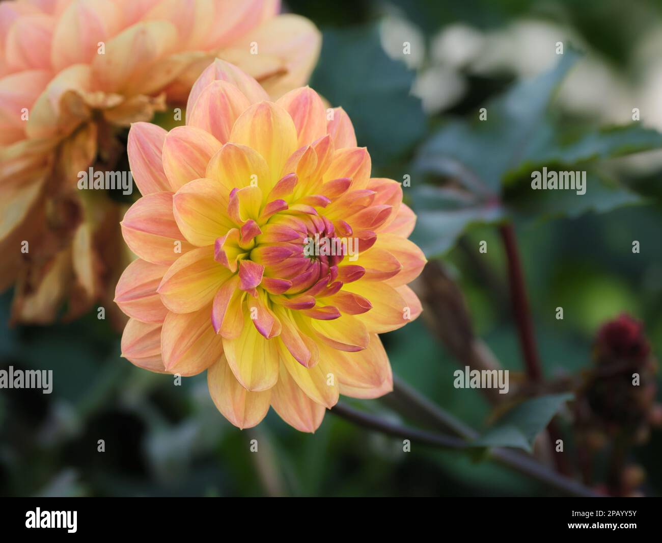 Dahlia single flower hi-res stock photography and images - Alamy