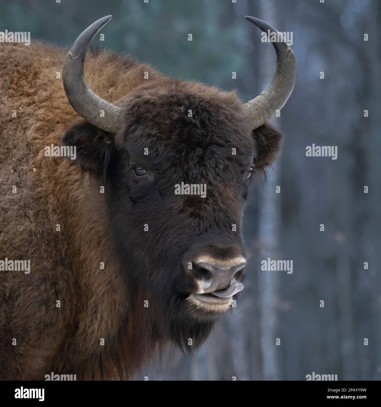 Zaseki hi-res stock photography and images - Alamy