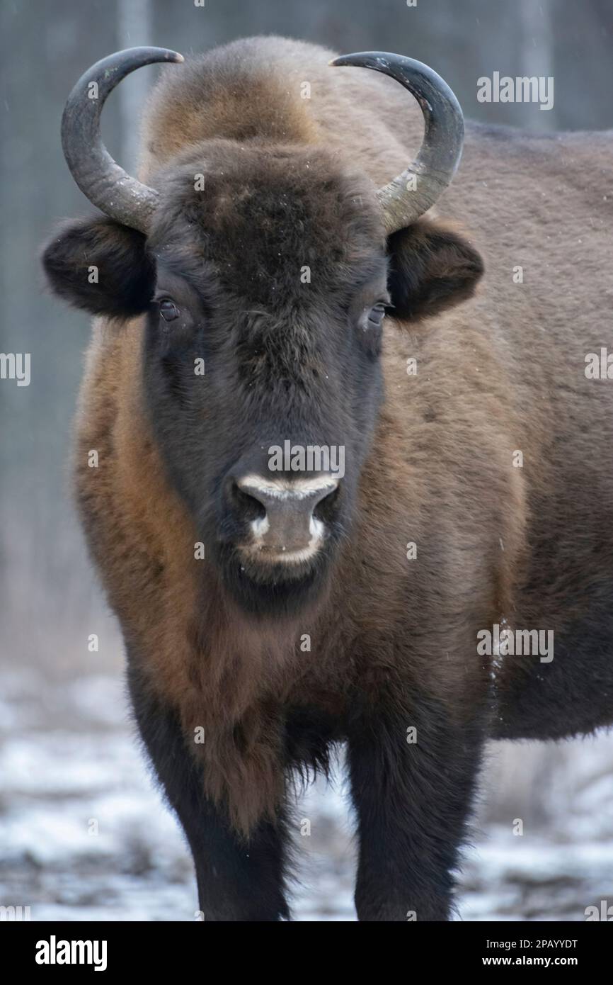 Zaseki hi-res stock photography and images - Alamy