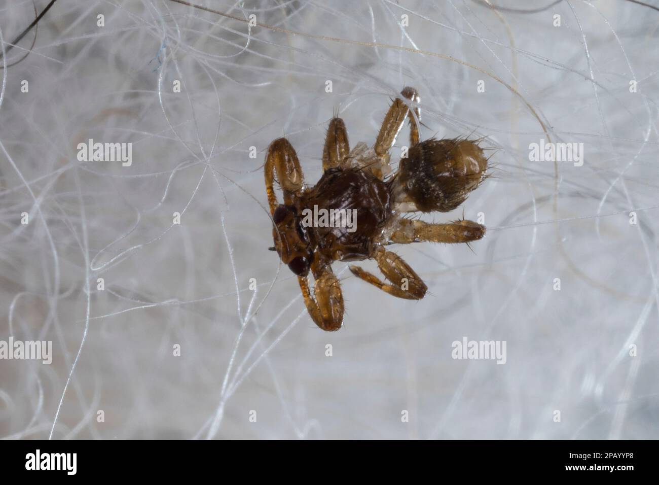 Pediculus hi-res stock photography and images - Alamy