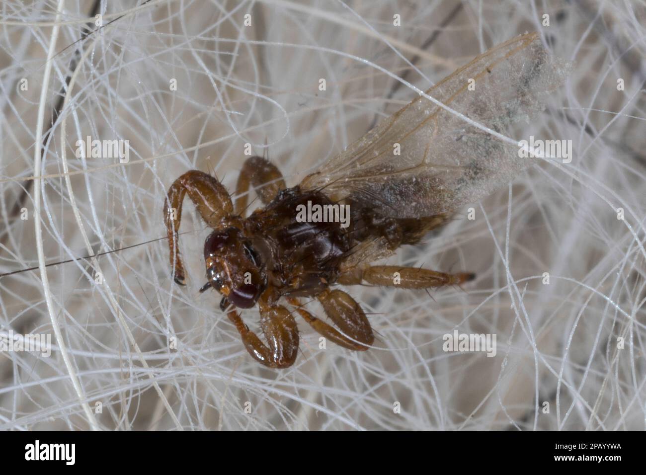 Deer louse flies hi-res stock photography and images - Alamy