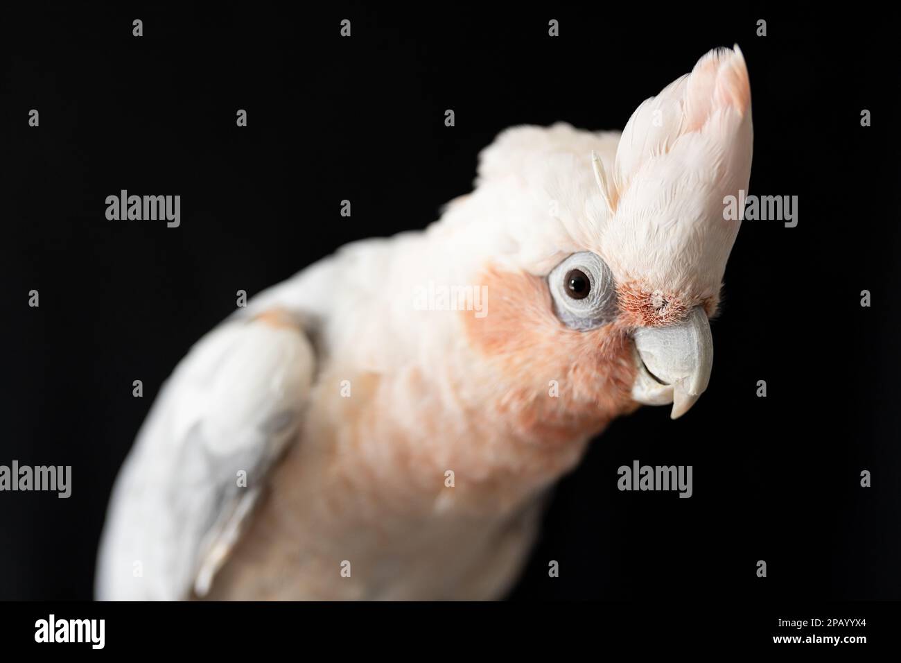 A shallow depth of field photo of an Australian galah corella hybrid ...