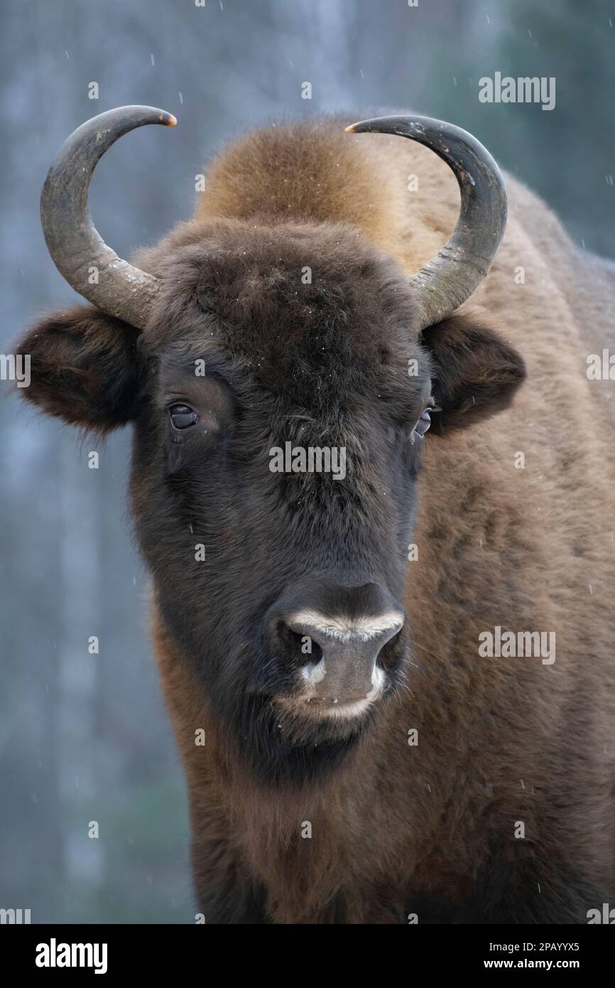 Zaseki hi-res stock photography and images - Alamy