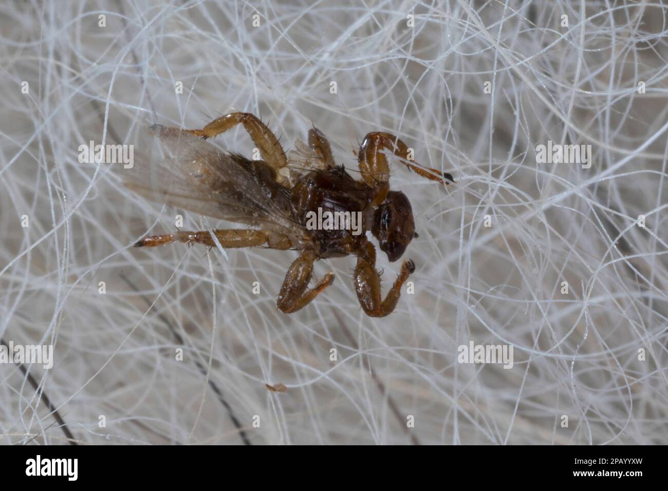 Hirsch lausfliege hi-res stock photography and images - Alamy