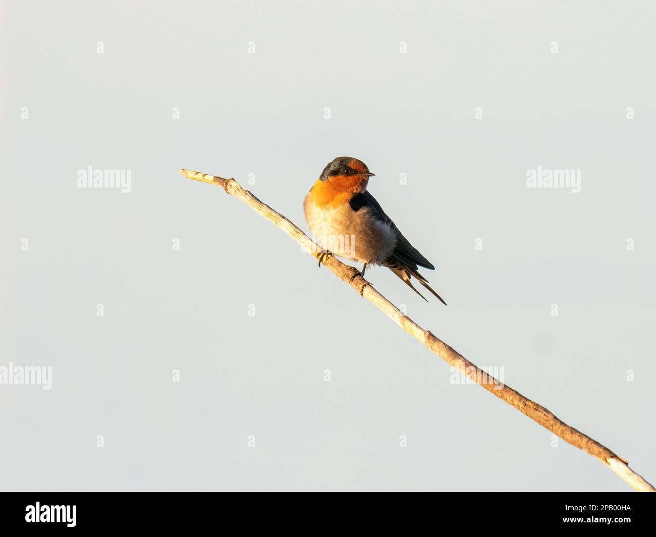 Welcome swallow (Hirundo neoxena) sitting on a branch, with plain sky ...