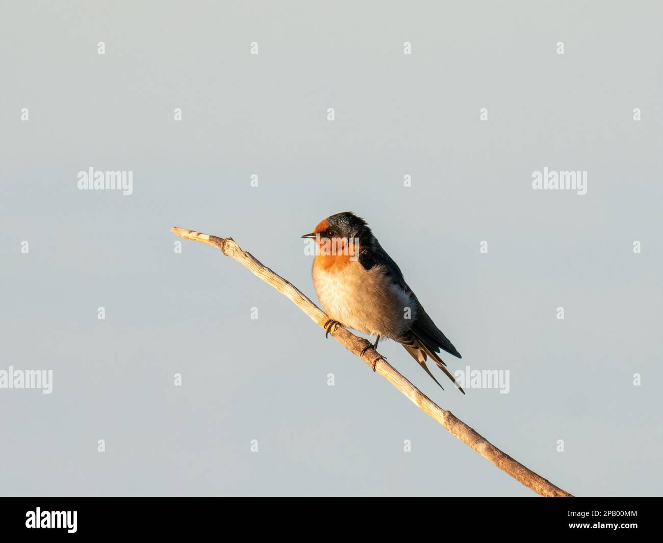 Welcome swallow (Hirundo neoxena) sitting on a branch, with plain sky ...