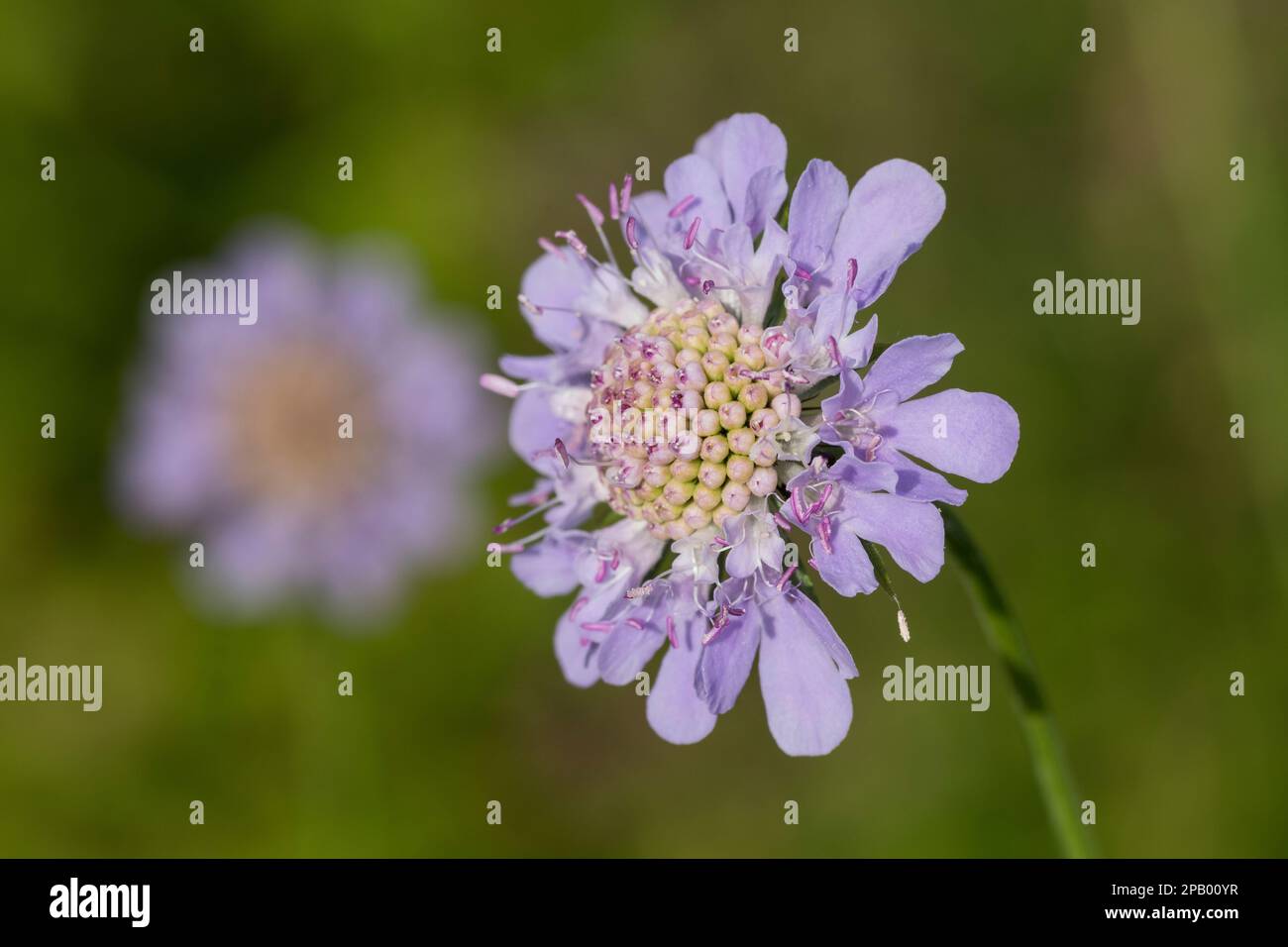 Tauben-Skabiose, Taubenskabiose, Tauben-Grindkraut, Scabiosa columbaria ...