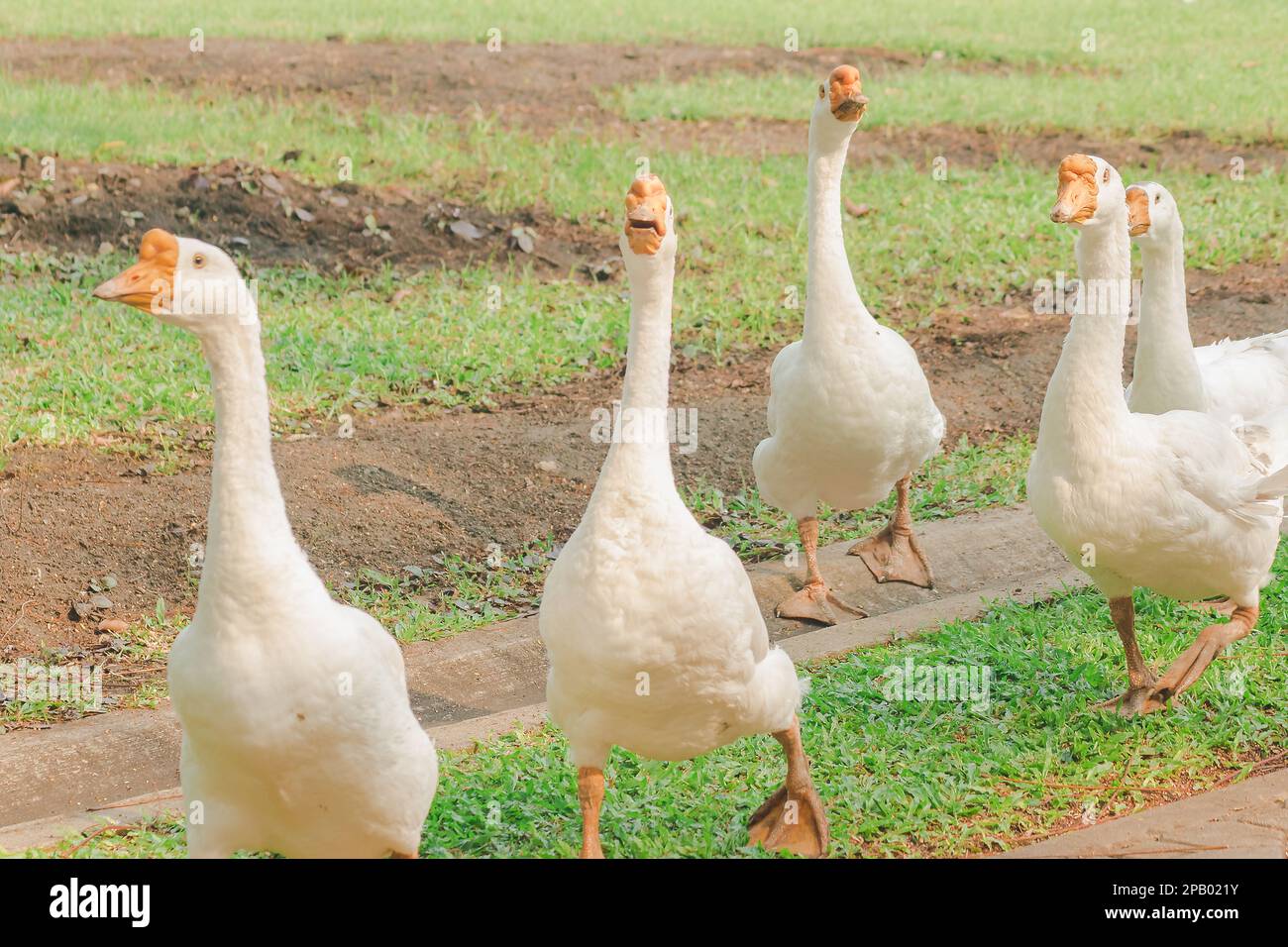 White goose walking on the ground , Geese are animals that are easy to ...