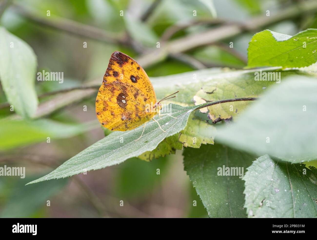Perched Apricot Sulphur (Phoebis argante) at Bonampek, Mexico Stock ...