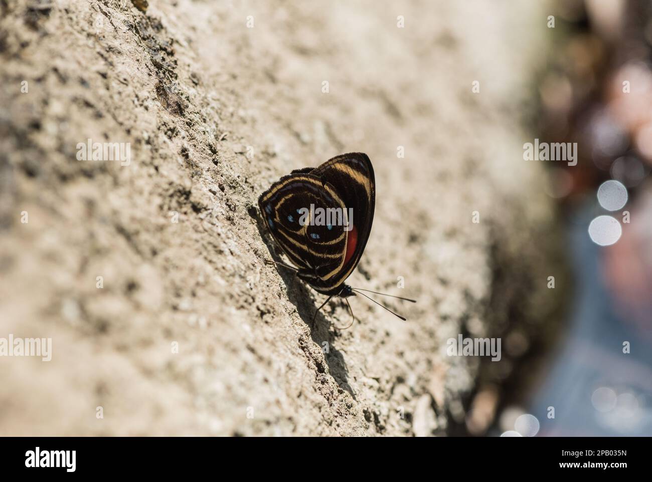 Mud-puddling Yellow-Rimmed Eighty-eight (Callicore texa) at Roberto ...