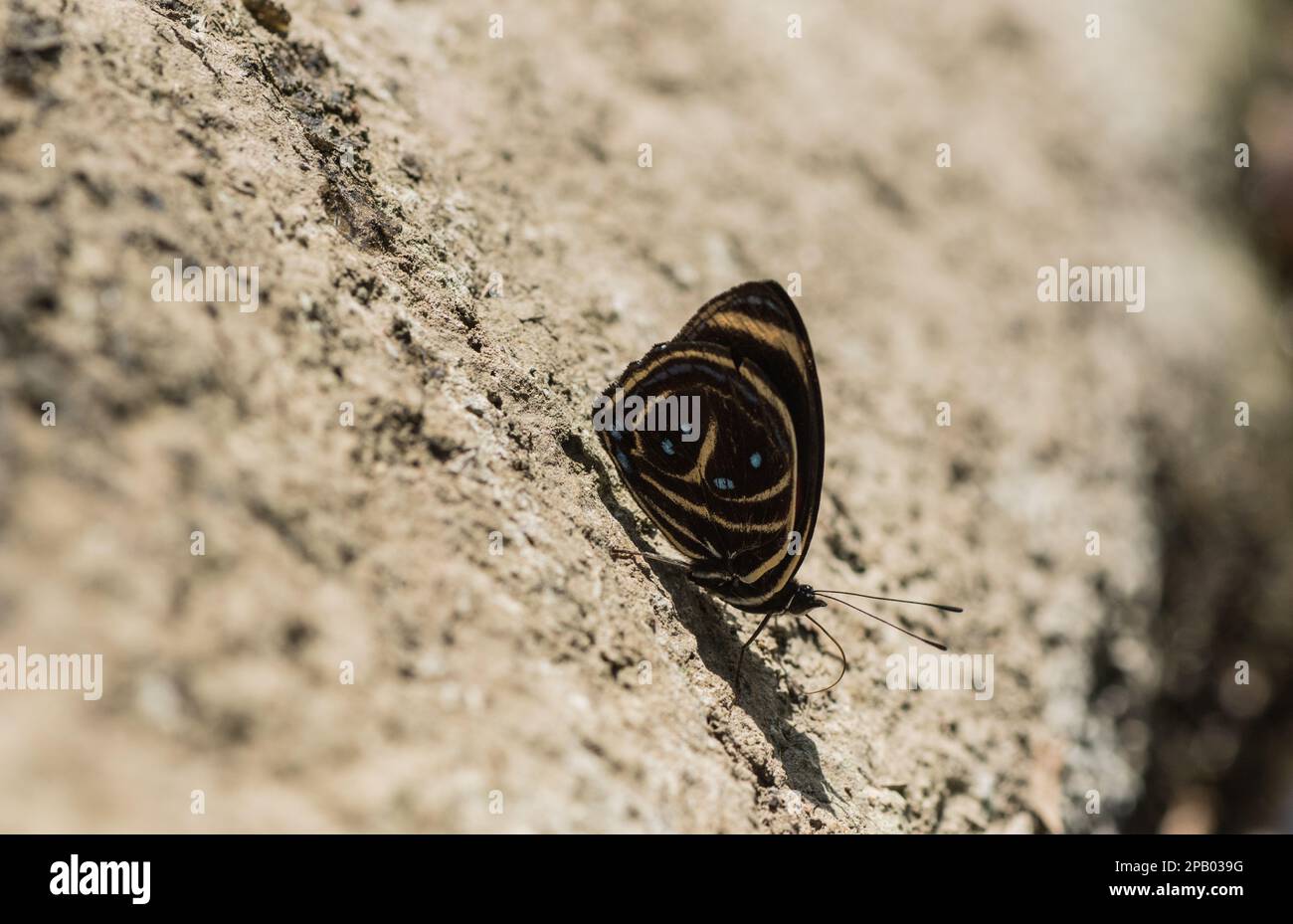 Mud-puddling Yellow-Rimmed Eighty-eight (Callicore texa) at Roberto ...