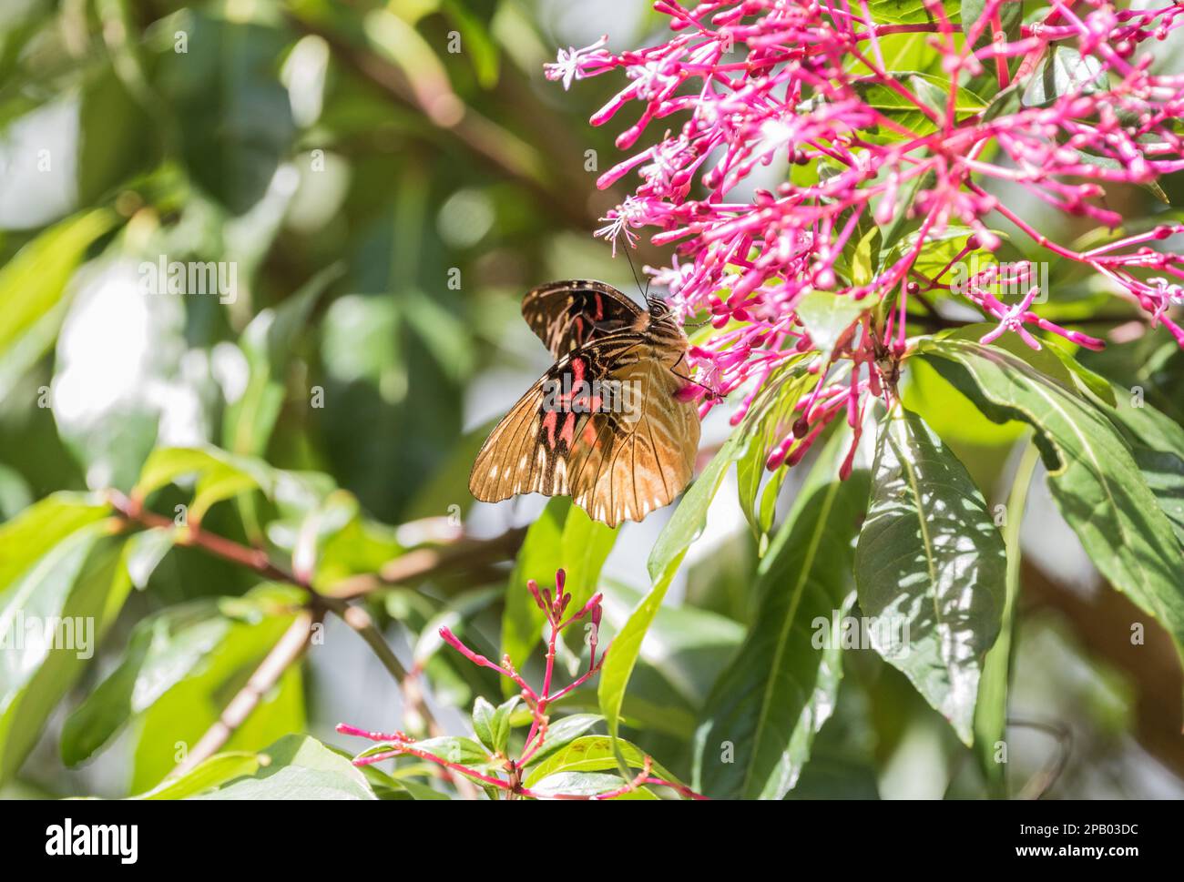 Feeding Cloud-forest Monarch (Anetia thirza) in the highlands around ...