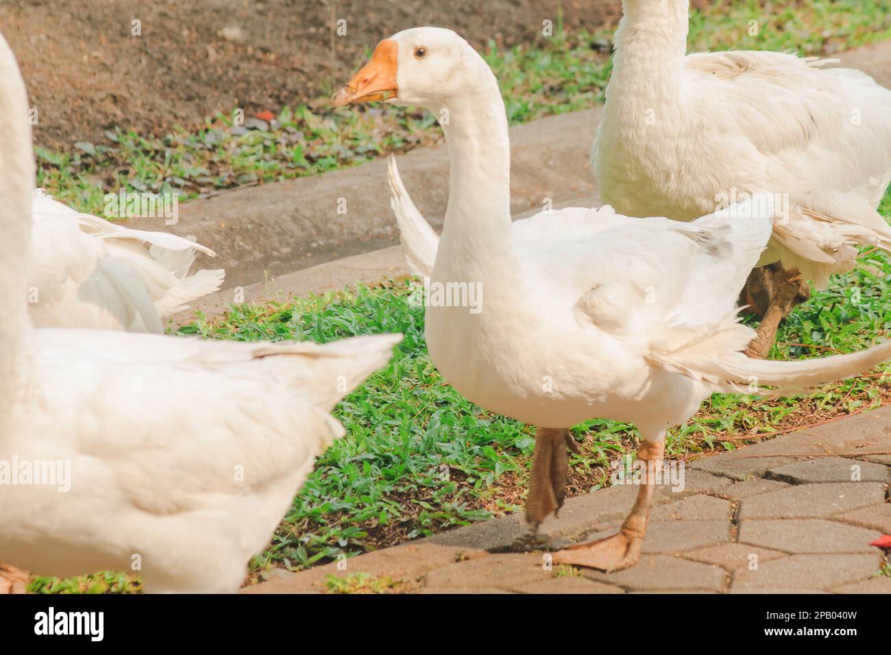 White goose walking on the ground , Geese are animals that are easy to ...
