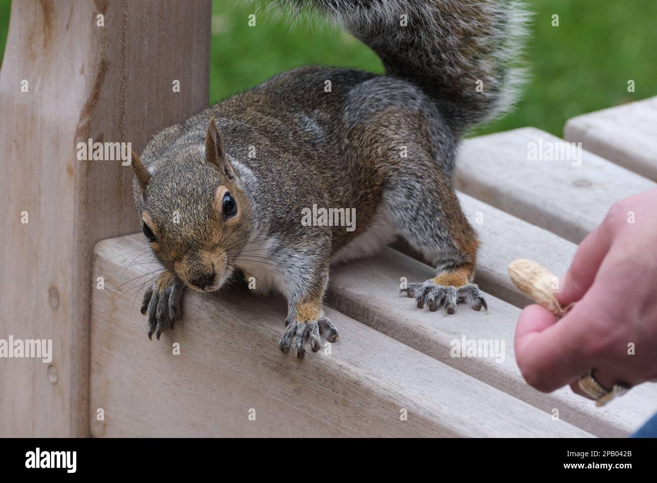 Timid animal hi-res stock photography and images - Alamy