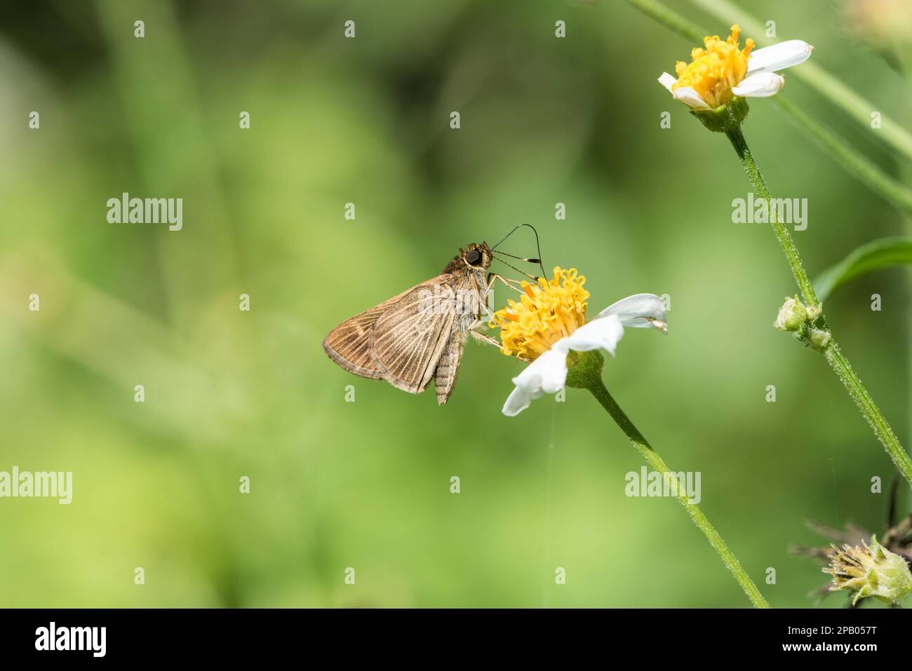 Foraging Pasture Brown-Skipper (Vehilius stictomenes) in Chiapas State, Mexico Stock Photo - Alamy