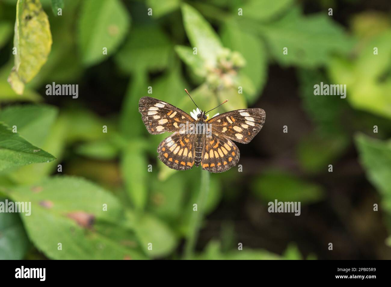 Foraging Theona Checkerspot (Chlosyne theona) at Palenque, Mexico Stock ...