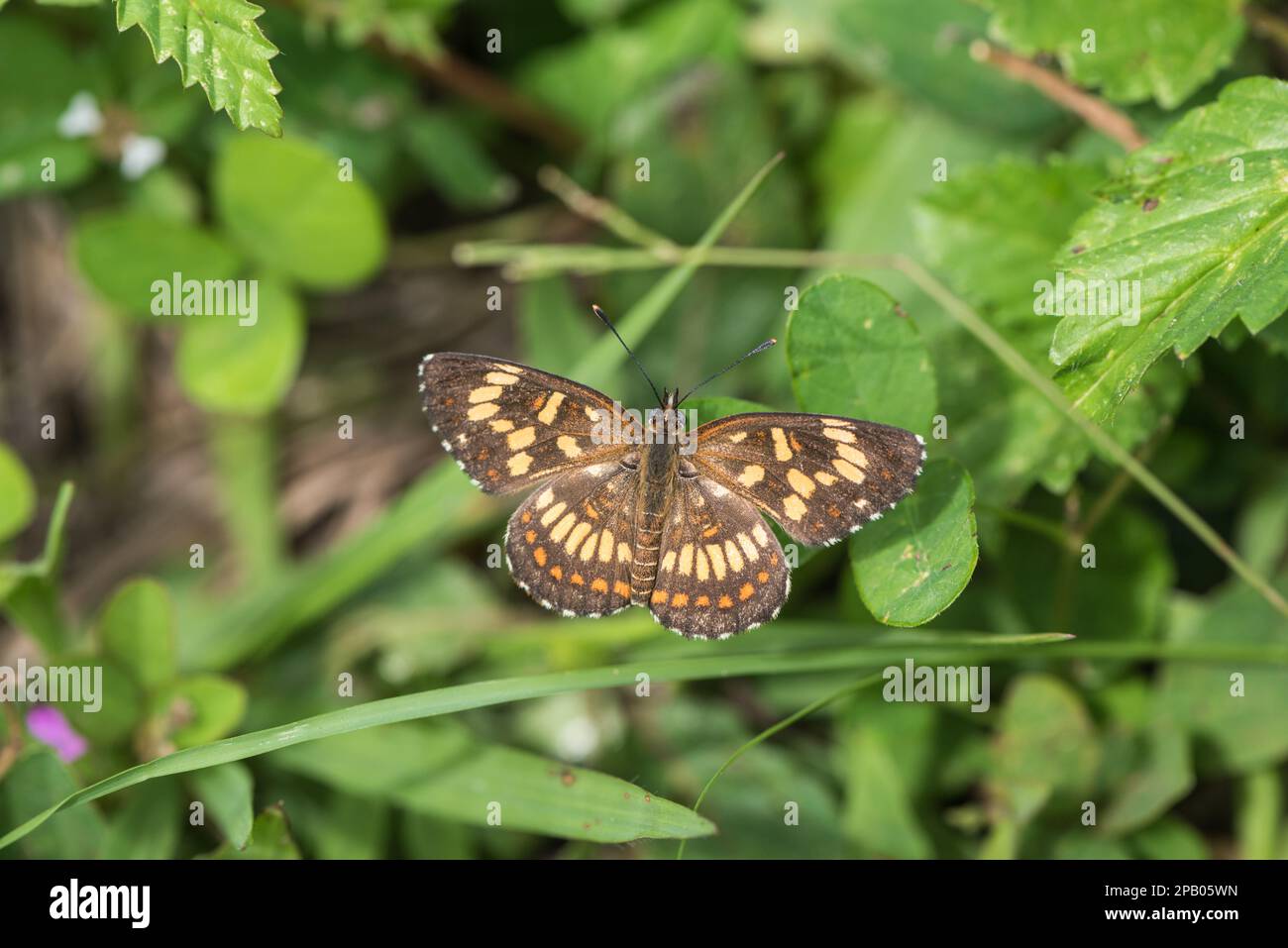 Foraging Theona Checkerspot (Chlosyne theona) at Palenque, Mexico Stock ...