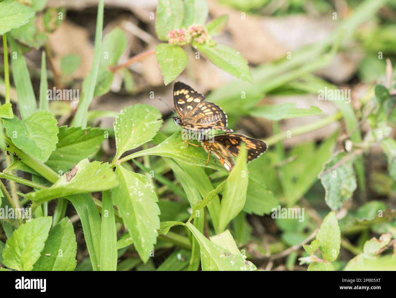 Pair of Theona Checkerspots (Chlosyne theona) mating at Palenque ...