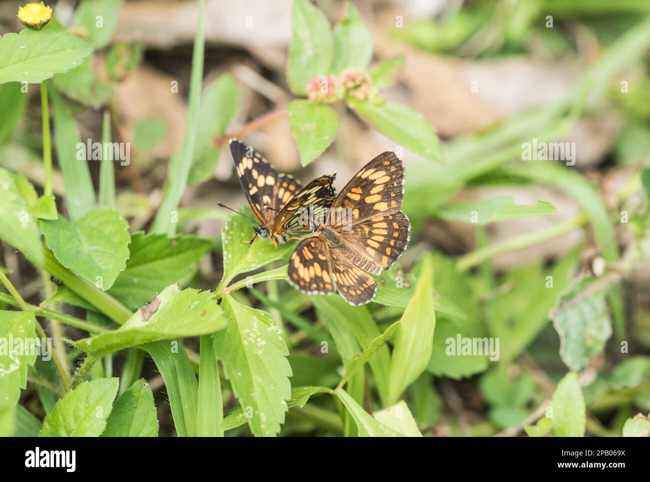 Pair of Theona Checkerspots (Chlosyne theona) mating at Palenque ...