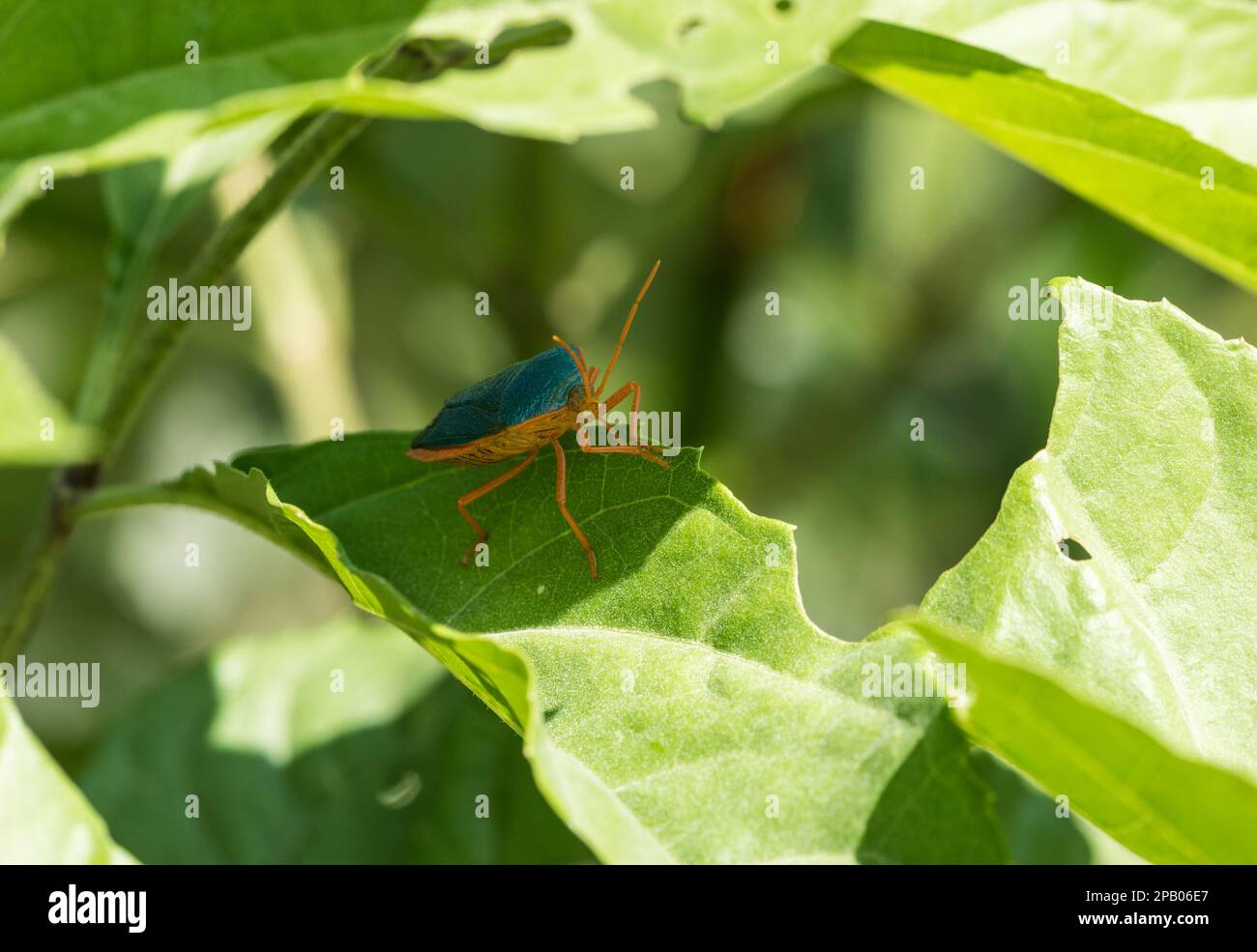 Turquoise Shield-Bug (Edessa rufomarginata) resting under leaves at ...