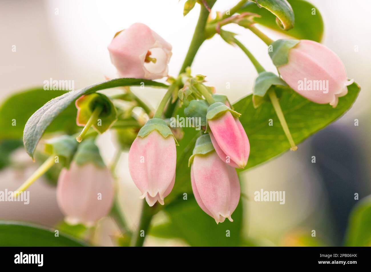 Pink blueberry flowers developing into berries Stock Photo - Alamy