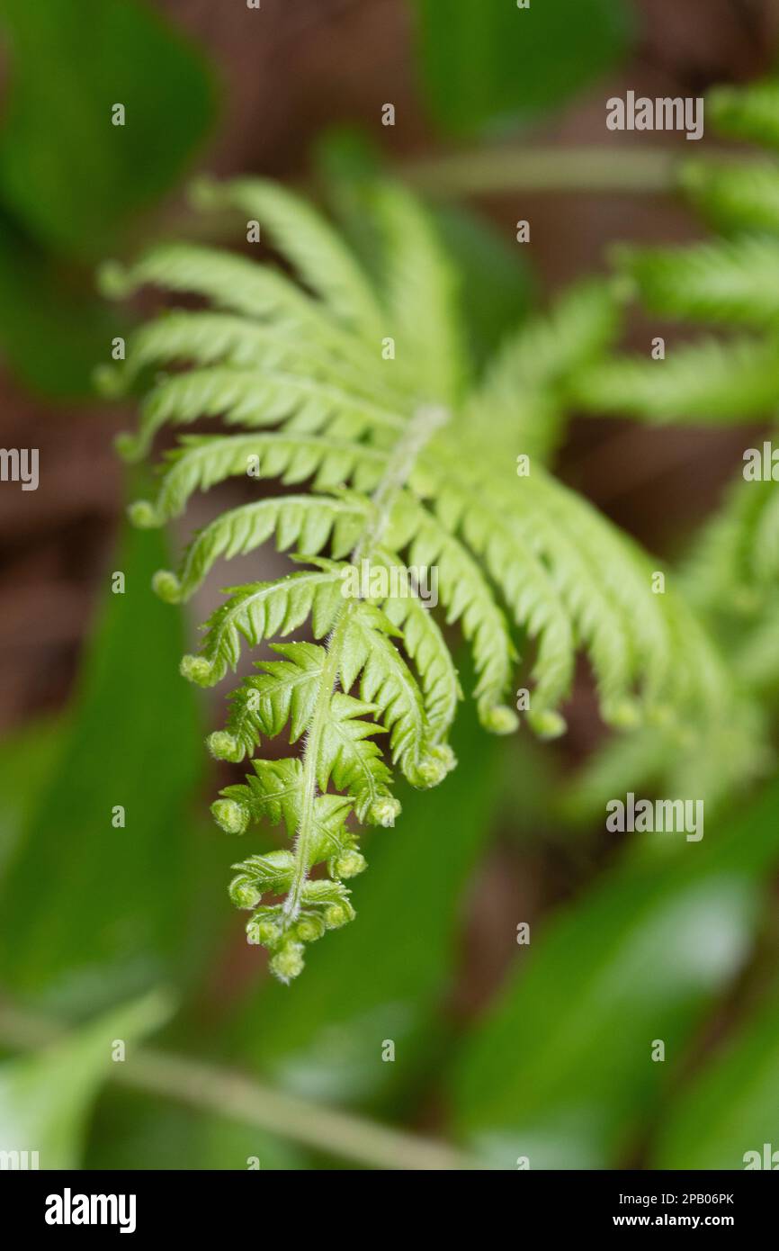 New growth on a fern growing in a Texas garden Stock Photo - Alamy
