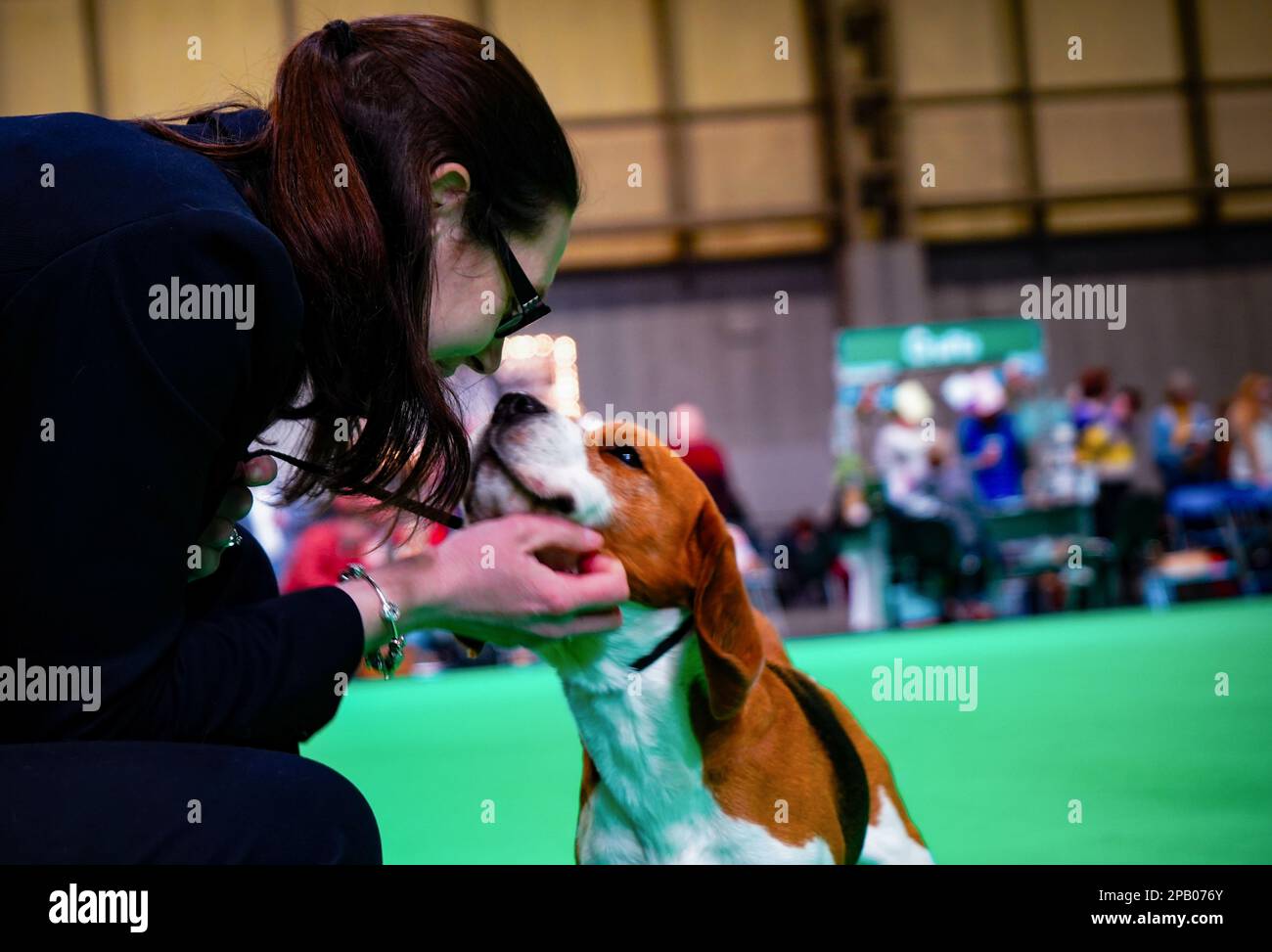 Birmingham, UK. 11th Mar, 2023. Beagle judging on the third day of ...