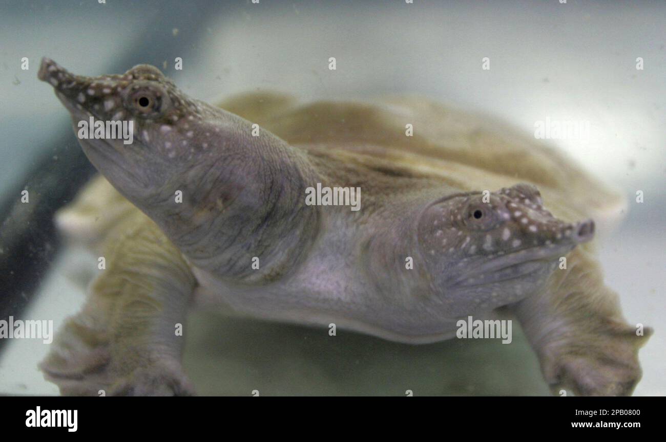 A Siamese twin soft shell turtle swims in a tank on display at the ...