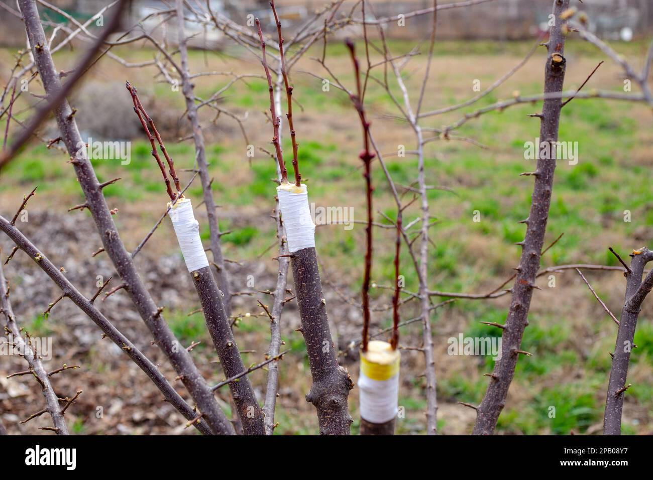 cuttings when grafting apricot into the cleft with growing buds on a ...