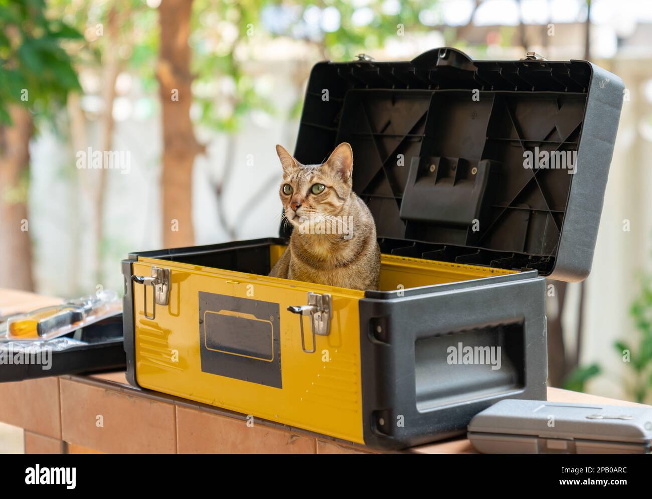 Tabby cat fill in tool box during arrange tool on balcony of house ...