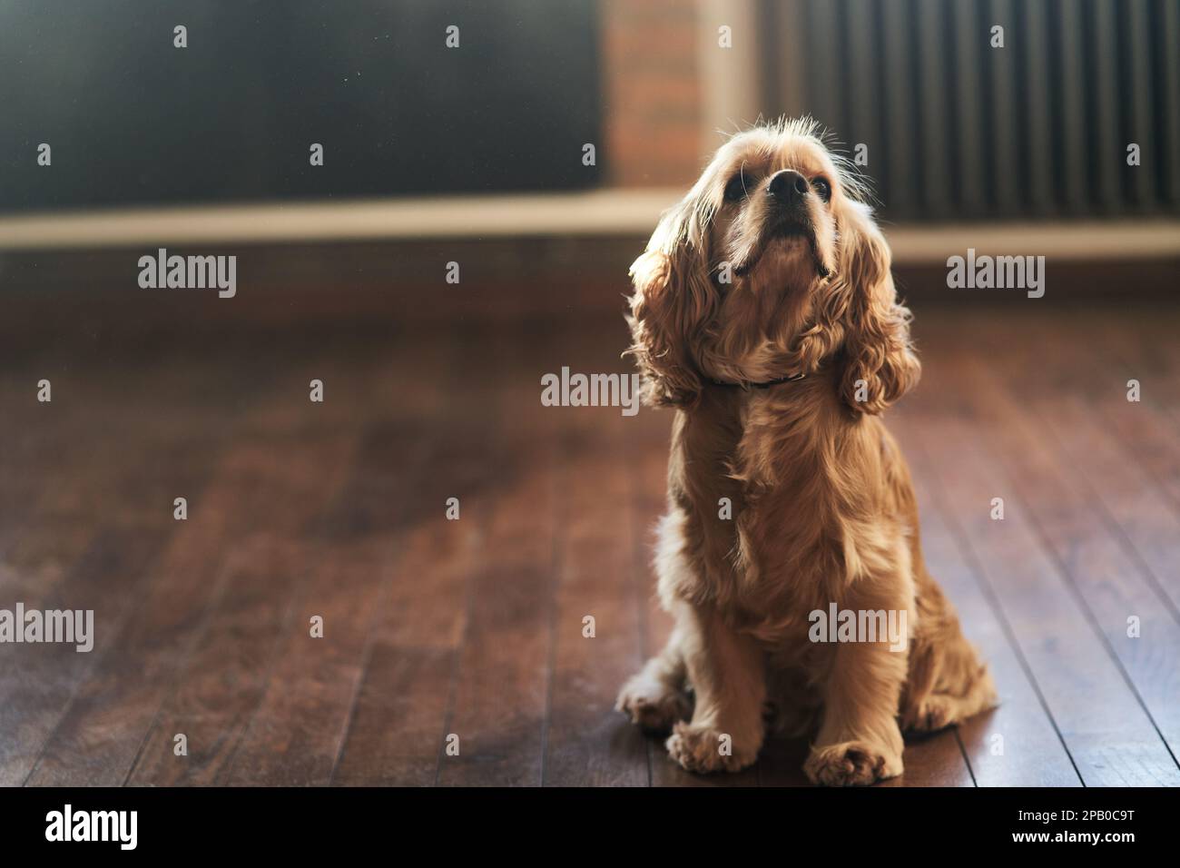 American Cocker Spaniel sitting on the floor Stock Photo - Alamy